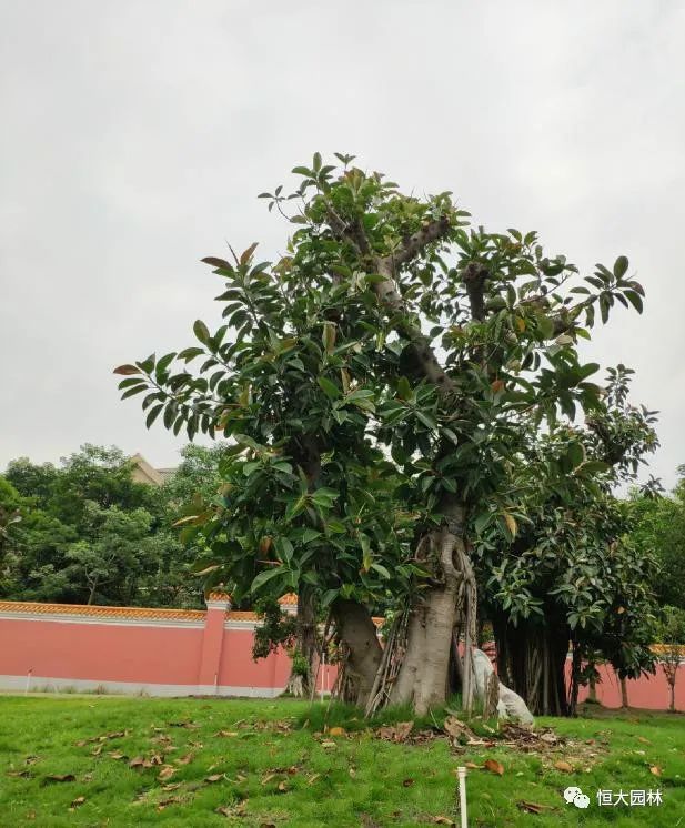 【成都恒大景观设计】拯救“绿巨人”——论如何进行大树复壮-成都禾润景观-设计“现代、艺术、自然、和谐"作品，创造人与自然和谐之美